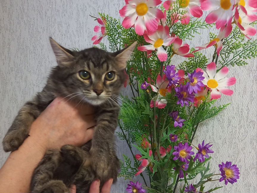 Котёнок добрые руки