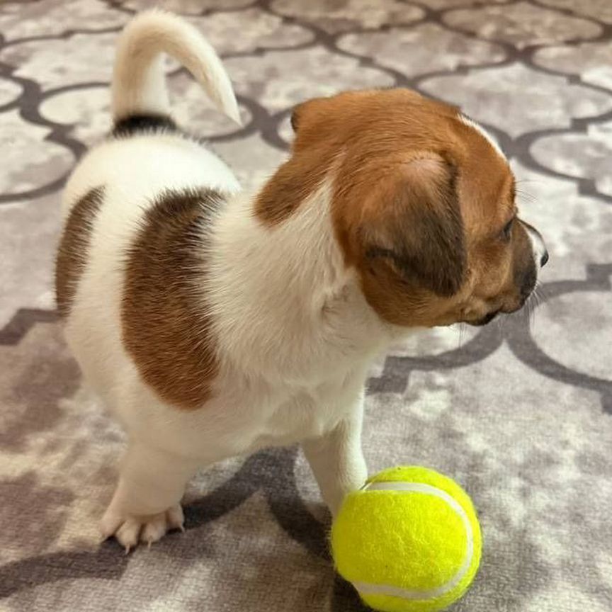 Джек-рассел-терьер, щенок