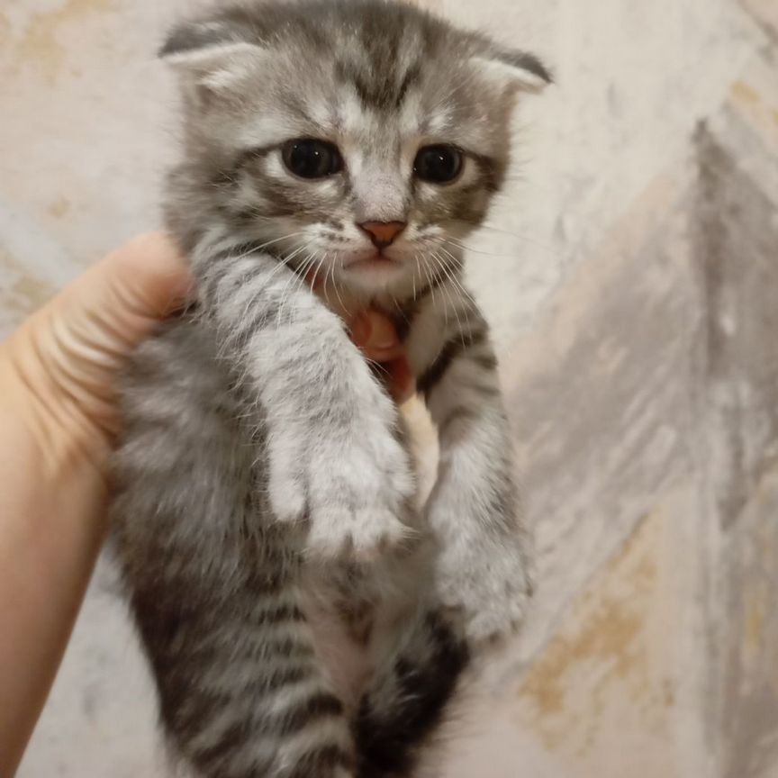 Шотландский вислоухий короткошёрстный котёнок