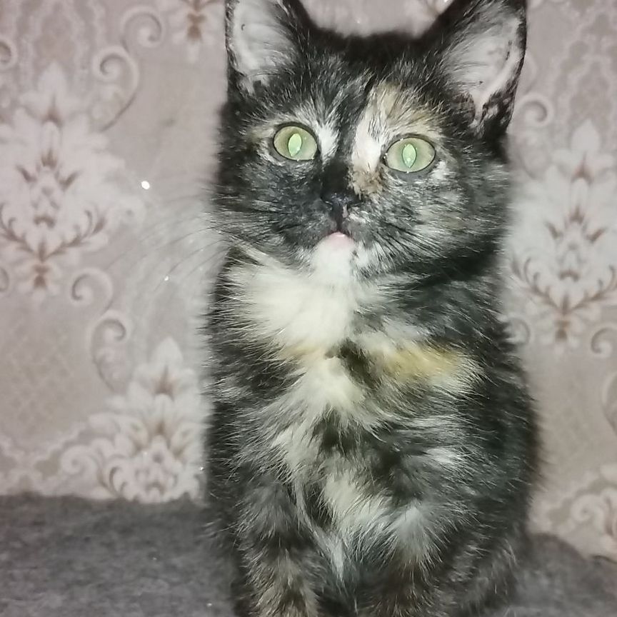 Трехцветное счастье