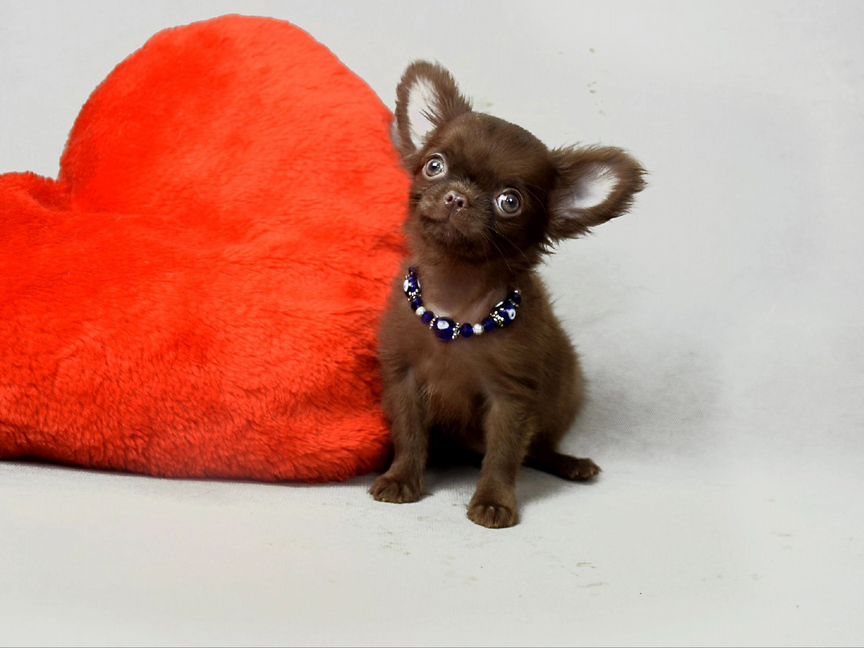 Мальчик шоколадик мармеладик