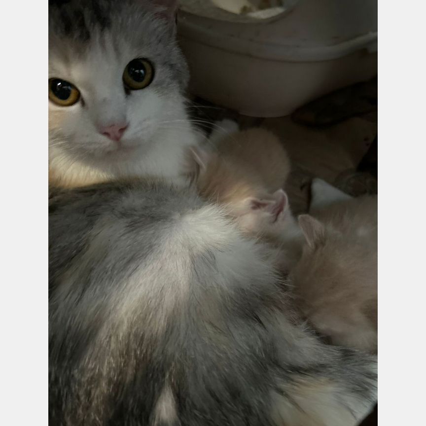 Котята в добрые руки бесплатно