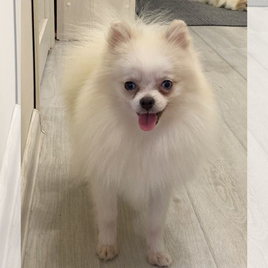 Немецкий шпиц, щенок