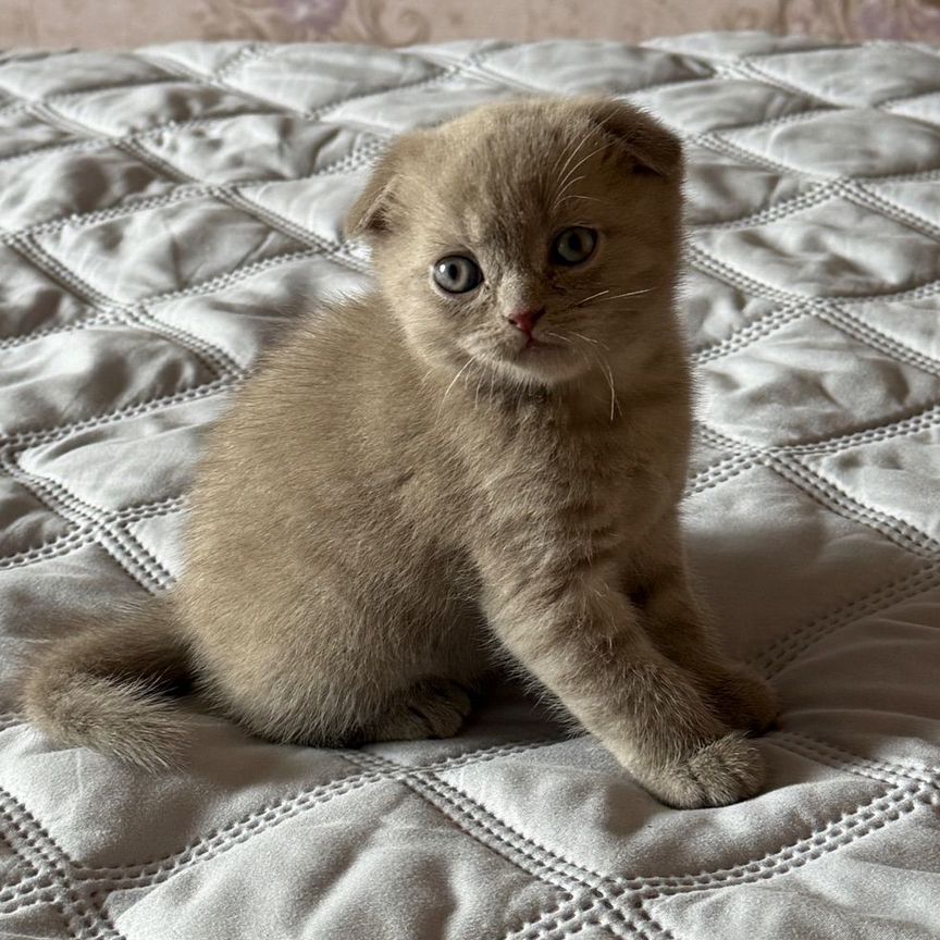 Шотландский вислоухий короткошёрстный котёнок