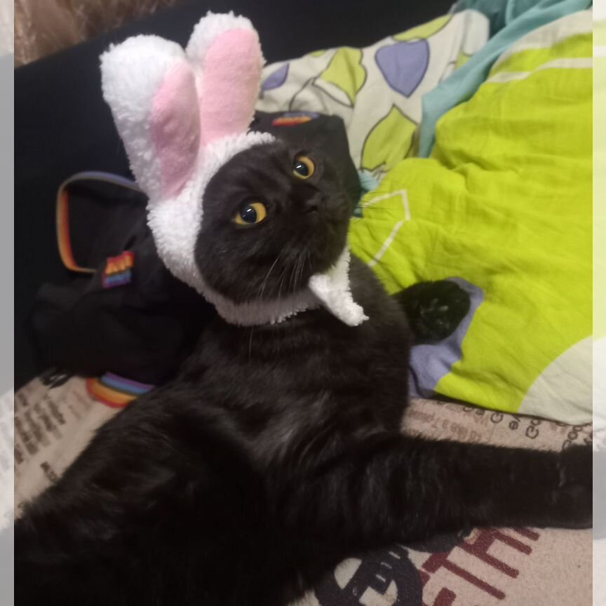 Черная кошка