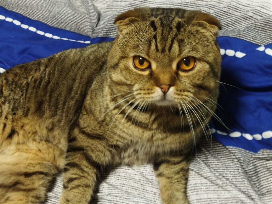 Кошки породистые