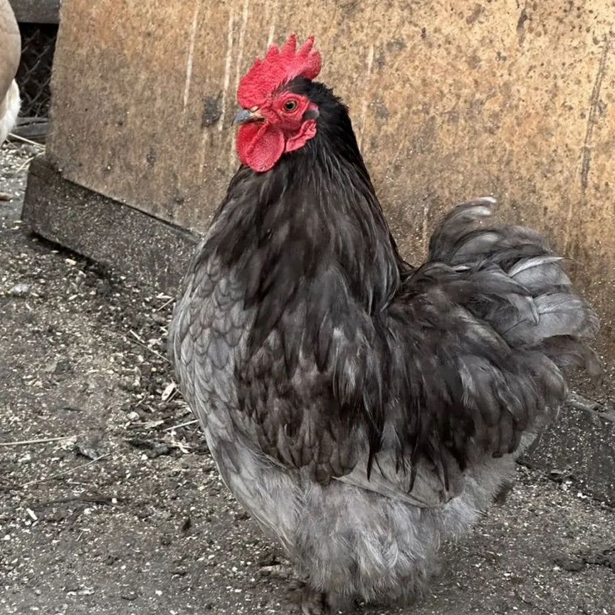 Петух молодой карлики