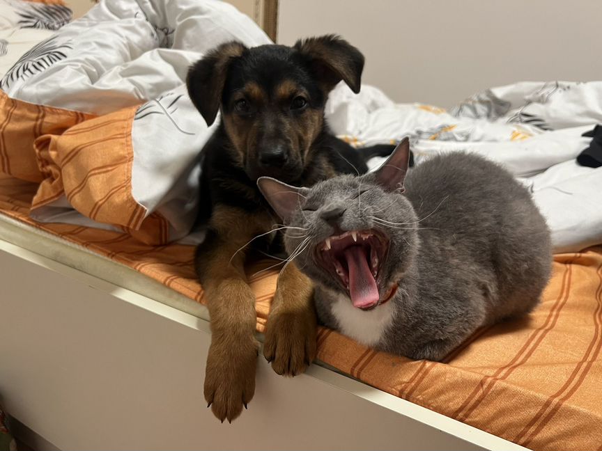 Собака маленькая немецкая овчарка