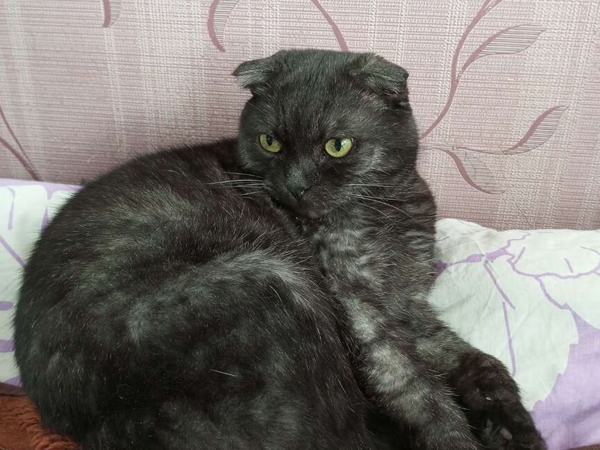 Отдам бесплатно котиков