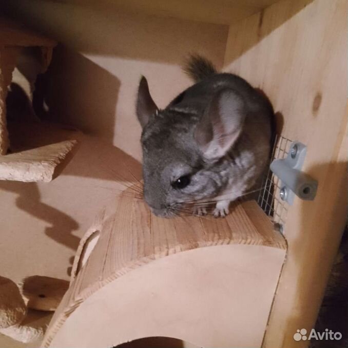 Шиншилла в добрые руки