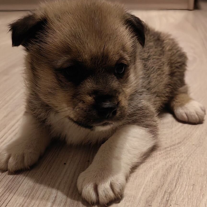 Щенок дворняжка