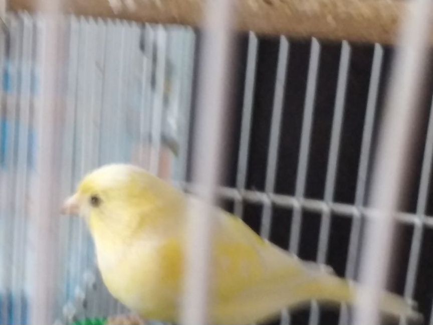 Канарейка, девочка 5 месяцев - 500