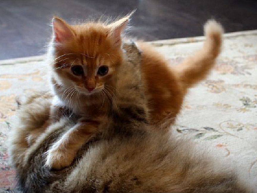 Продам рыжего котеека