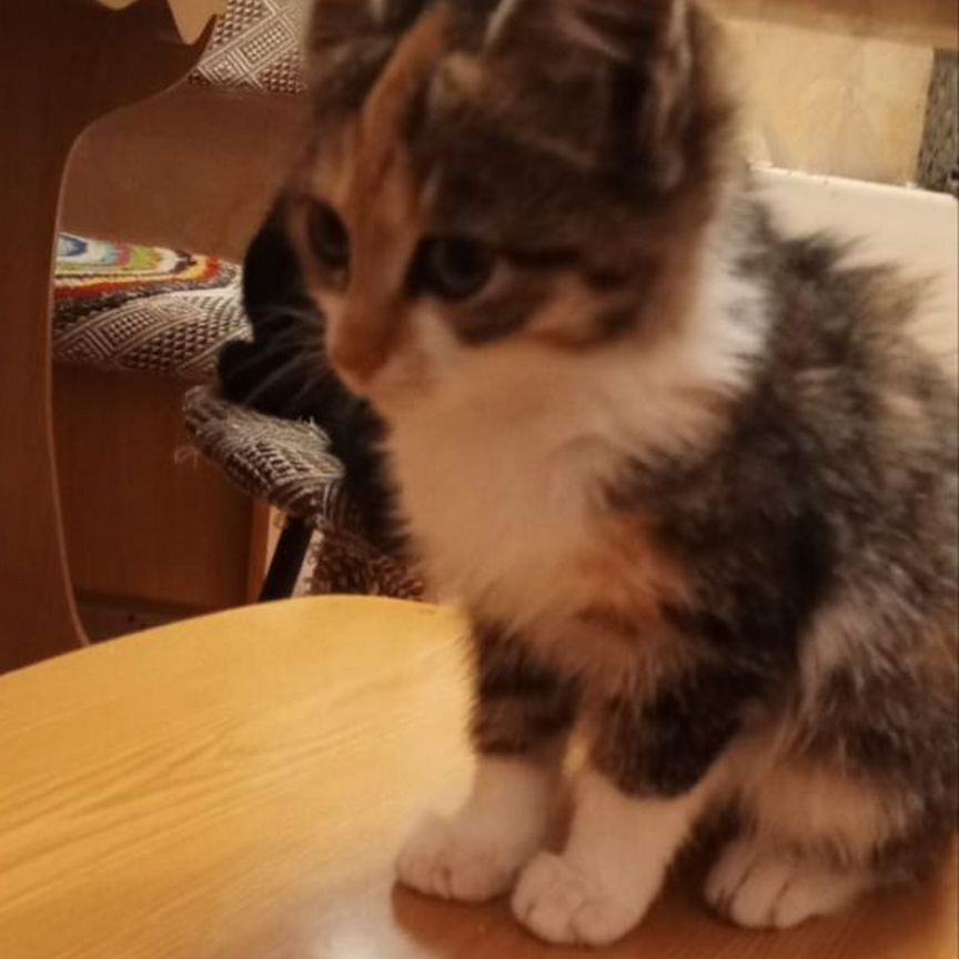 Котенок