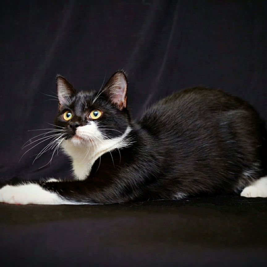 Котята Чапа