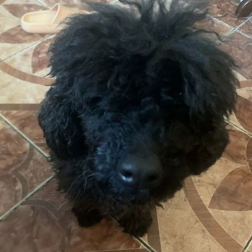 Пудель, взрослый пёс