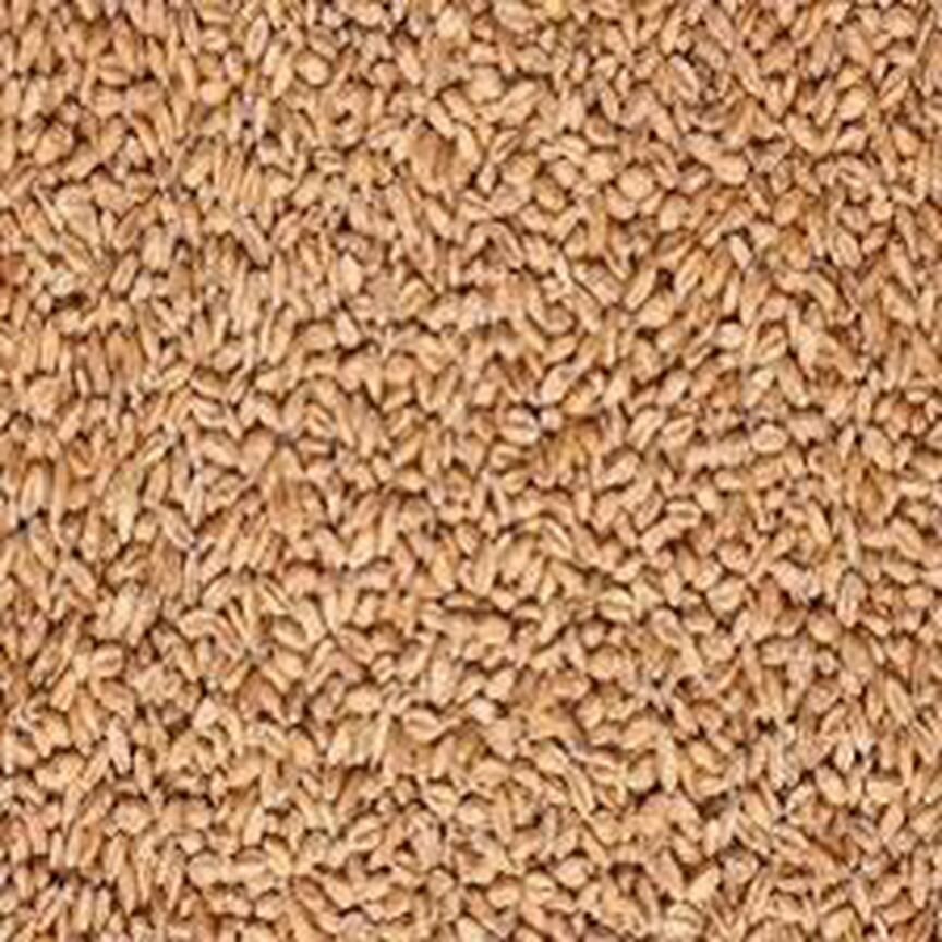 Зерно пшеница