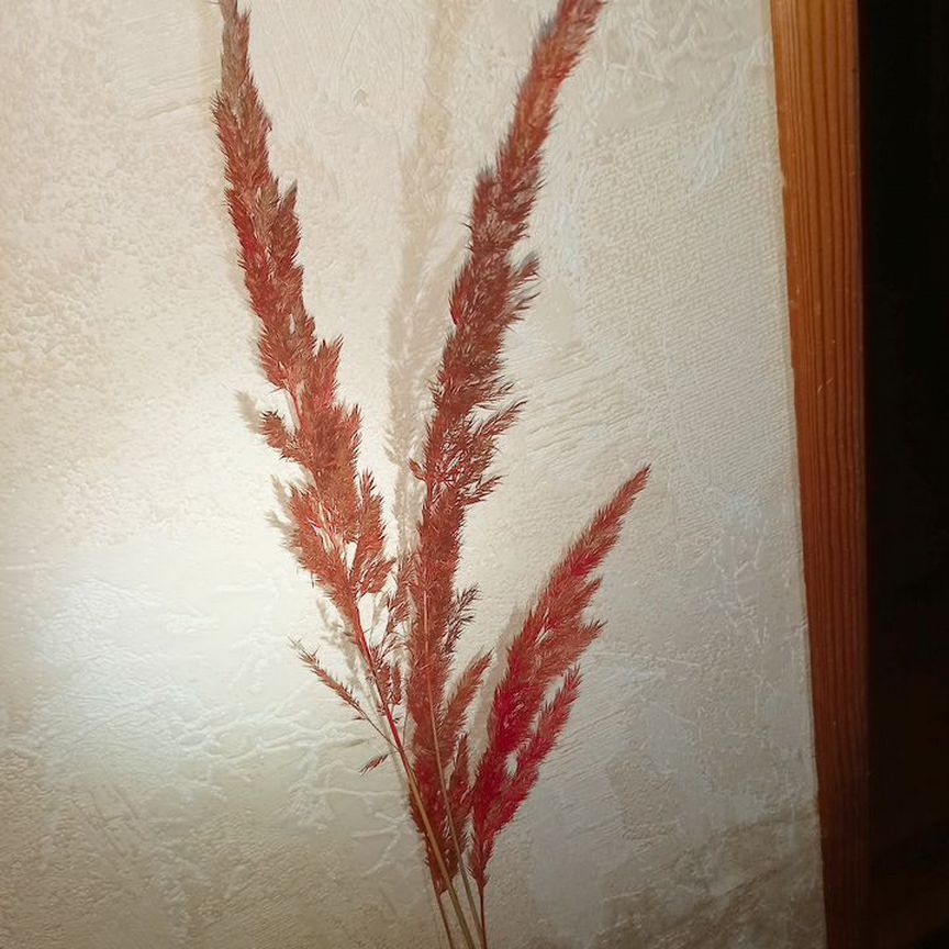 Декоративная трава