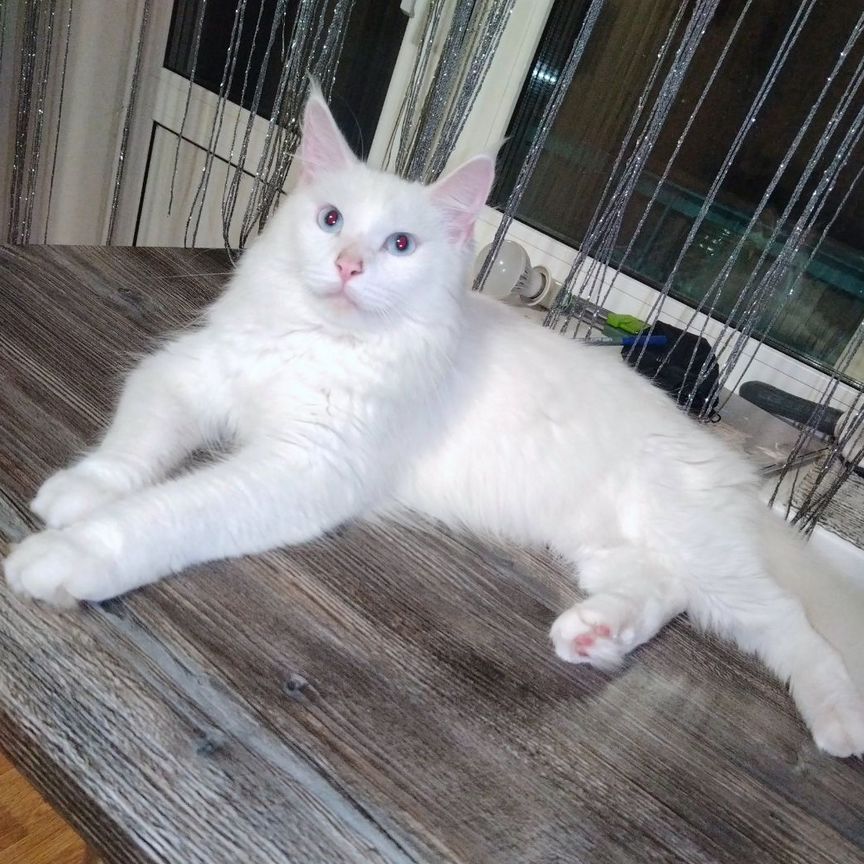 Сибирский котёнок