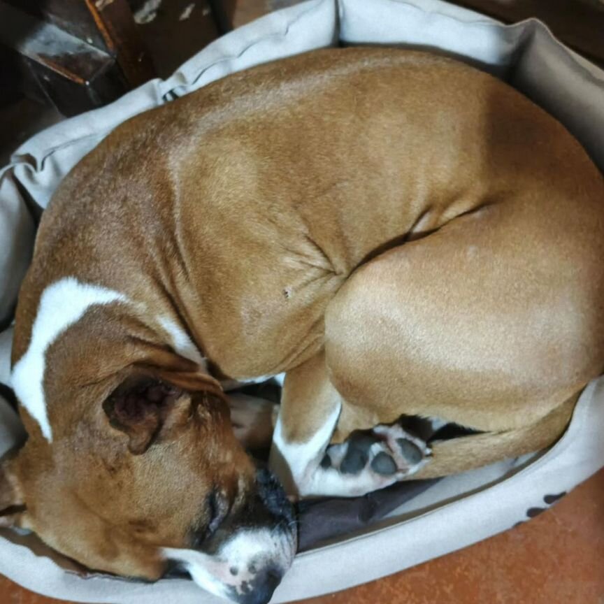 Американский стаффордширский терьер, взрослая собака