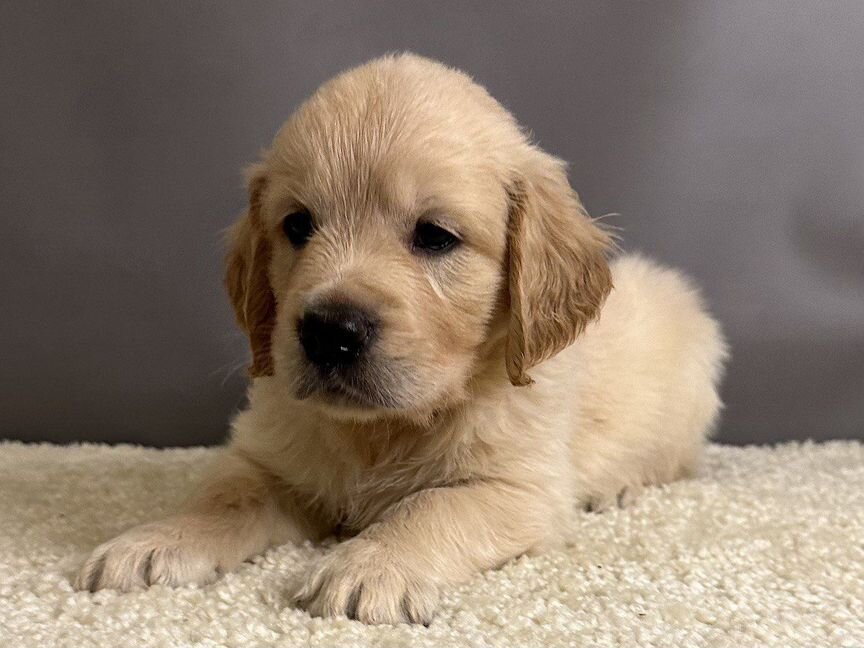 Щенки золотистого ретривера с документами РКФ