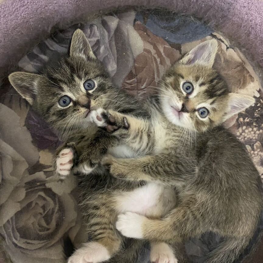 Британские котята