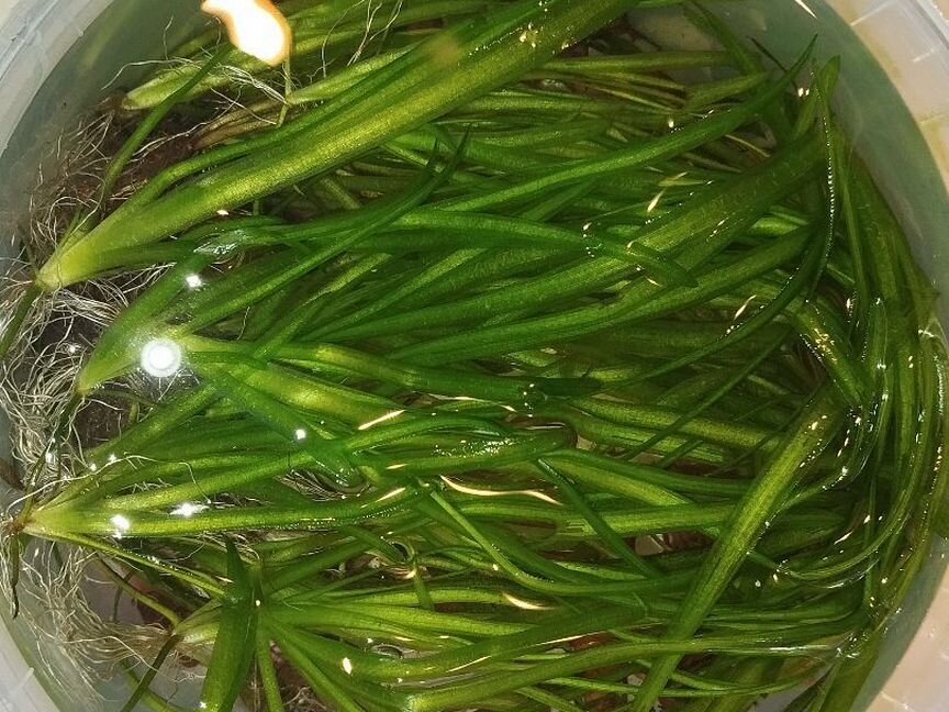 Растения в аквариум