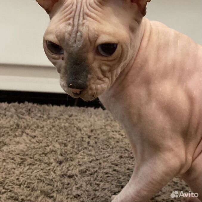 Кошечка Ксюша ищет дом