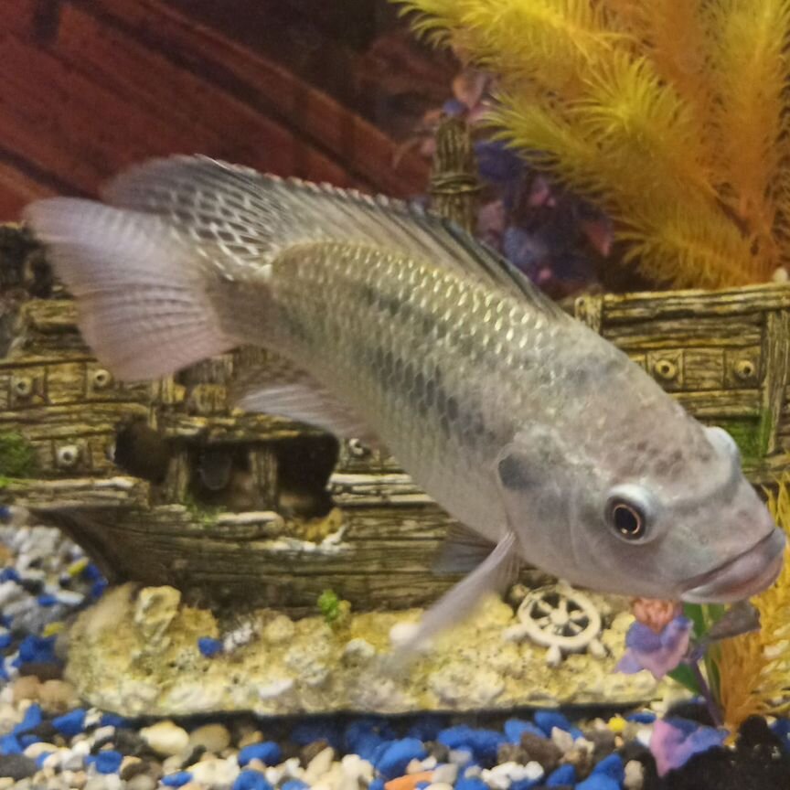 Рыба аквариумная теляпия