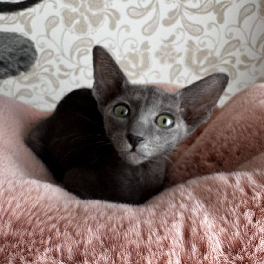 Ориентальные котята