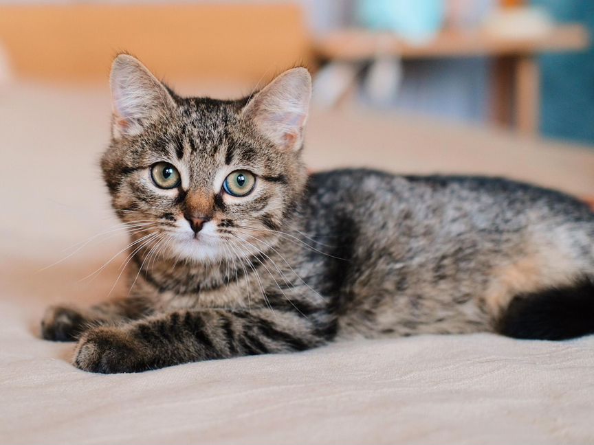 Котенок в дар бесплатно