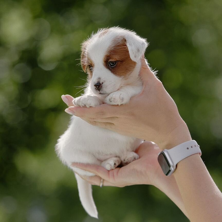 Щенки джек рассел терьер