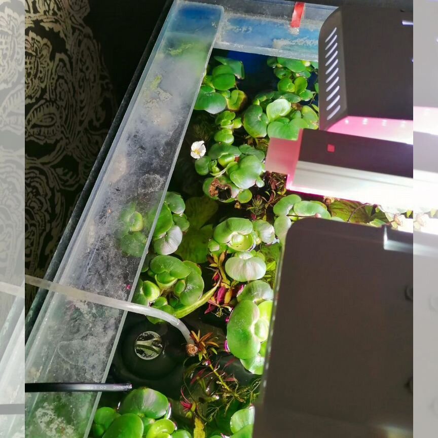 Водный гиацинт