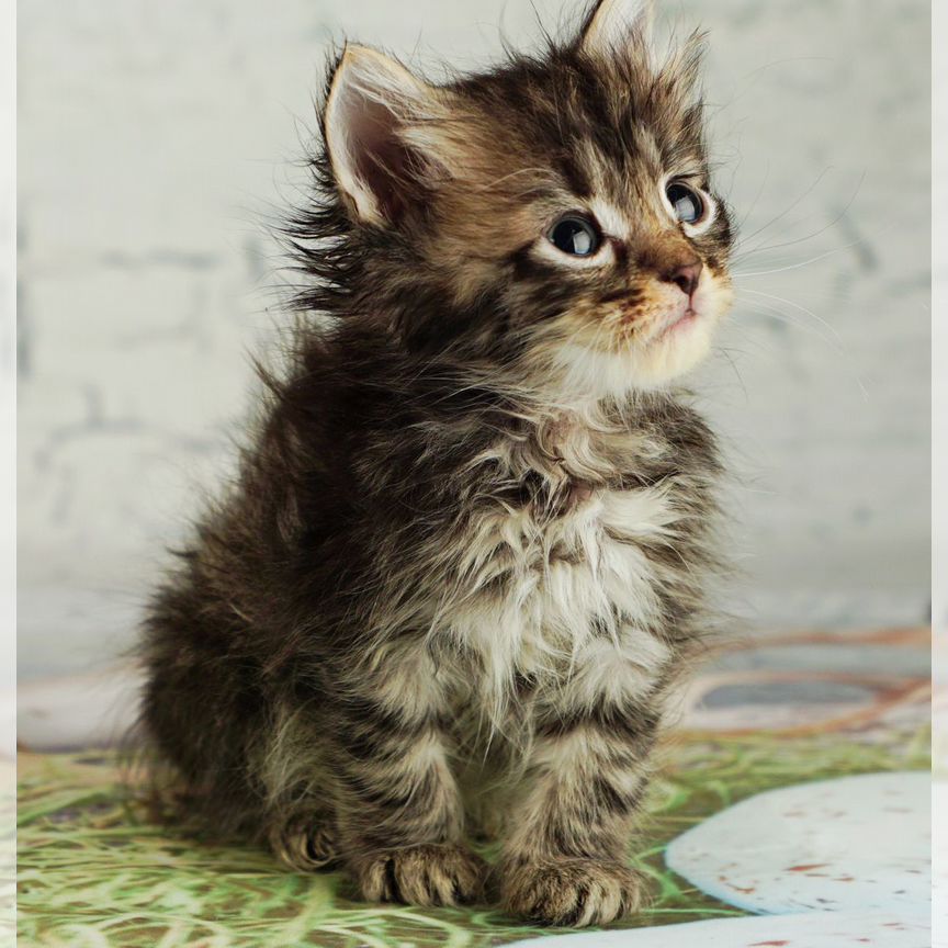 Сибирские котята лесного окраса от заводчика