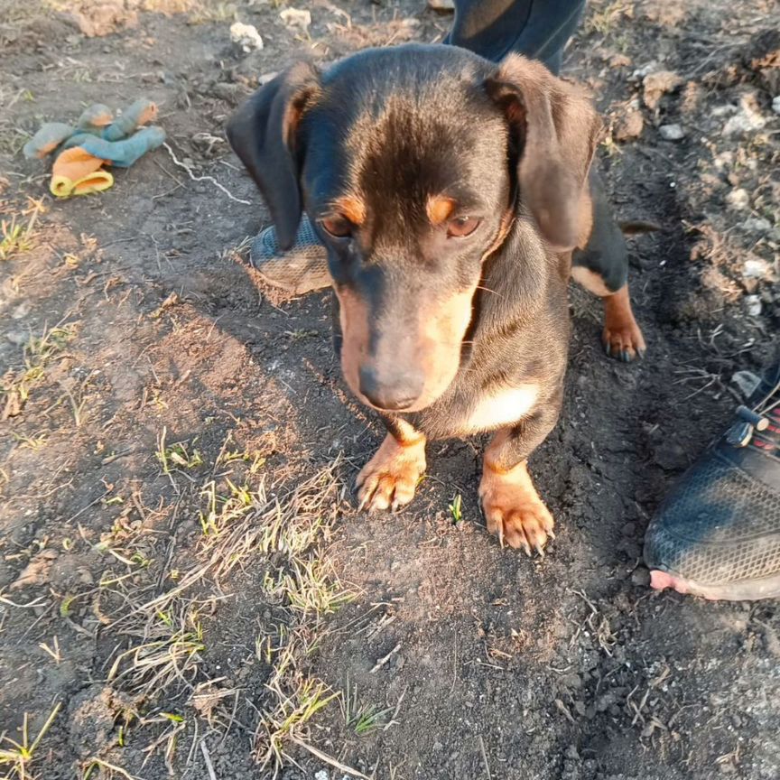 Найдена собака