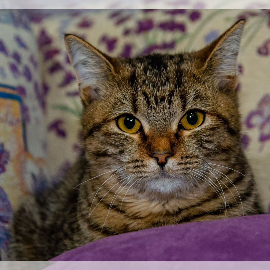 Отдам кошку в добрые руки