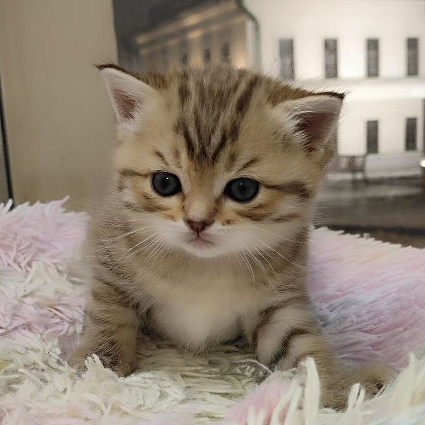 Золотая шотландка ранняя бронь