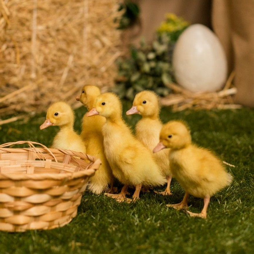 Утята подрощенные