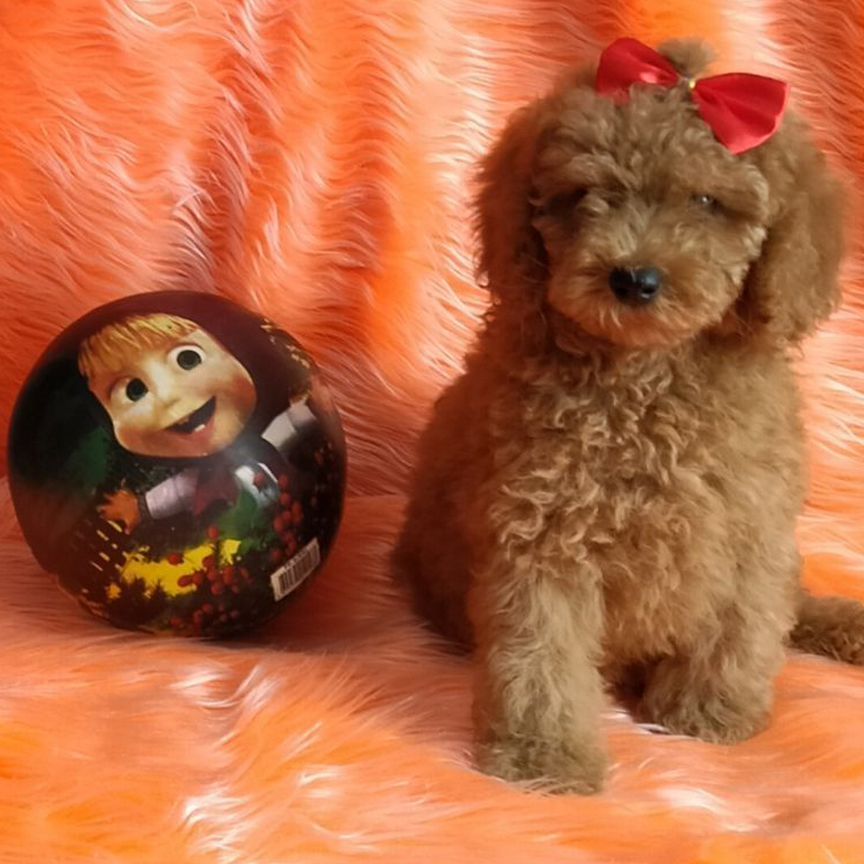 Той-пудель, щенок