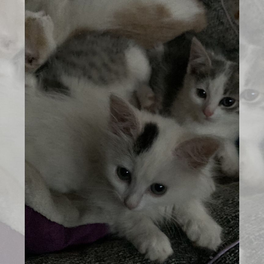 Котики