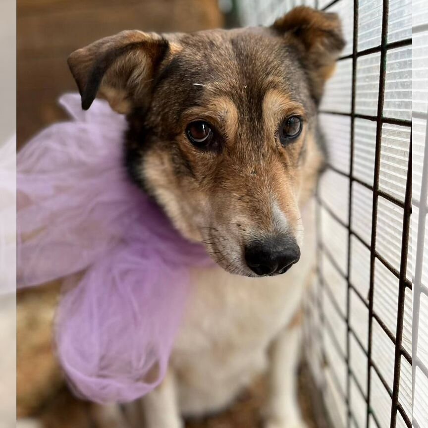 Взрослая собака в добрые руки