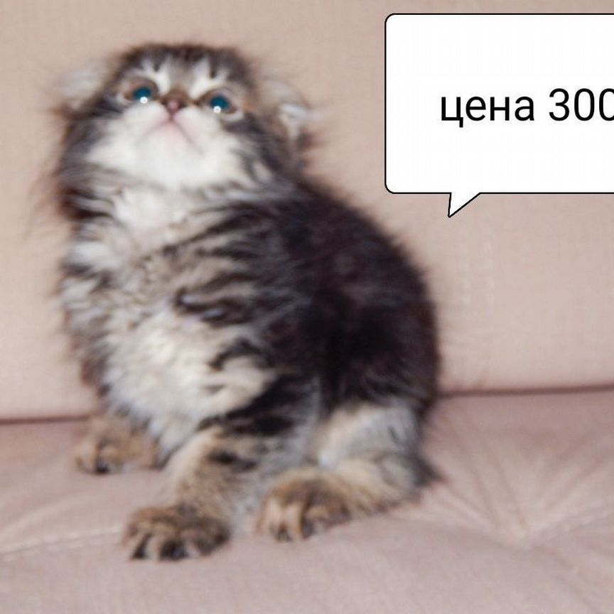 Вислоухий малыш