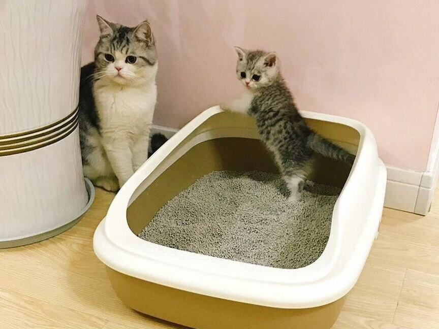 Наполнитель для лотка