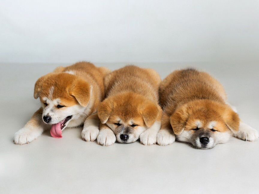 Щенки акита ину