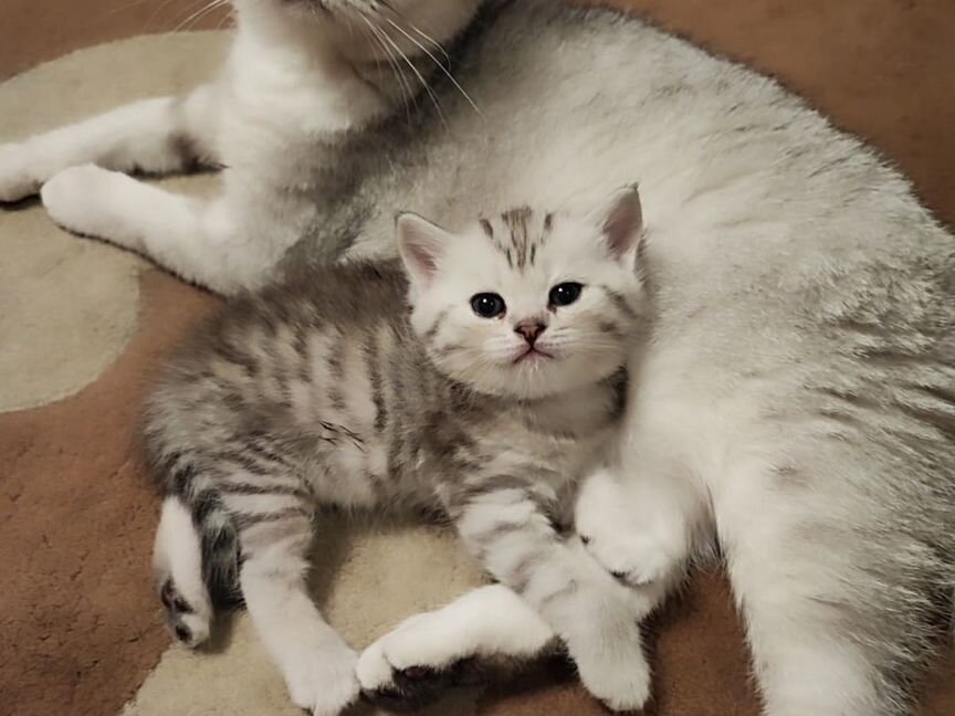 Шотландские детки