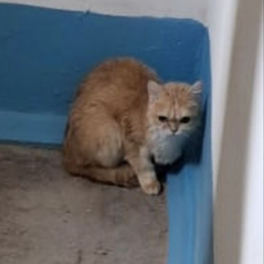 Найденные коты