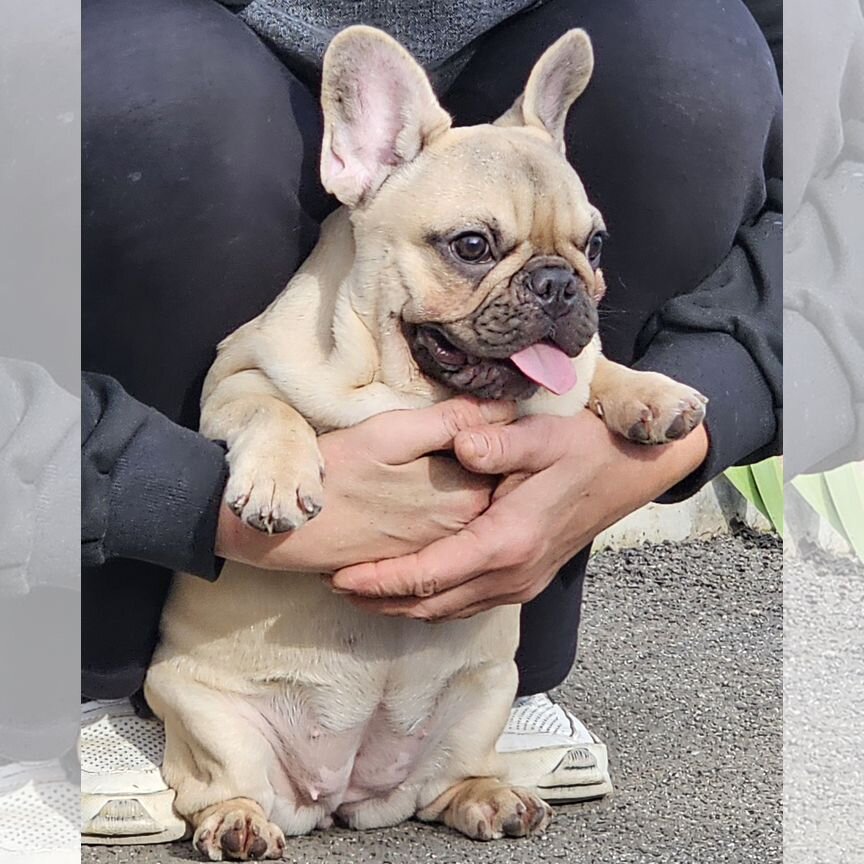Французский бульдог, щенок