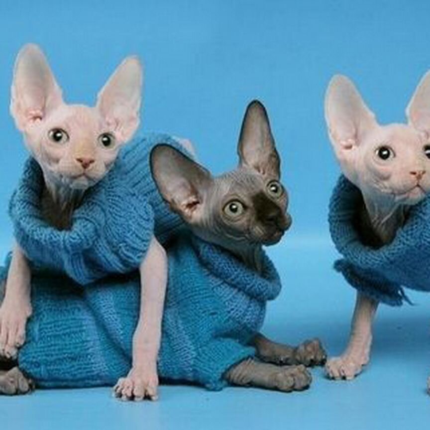 Кофточка для кошек