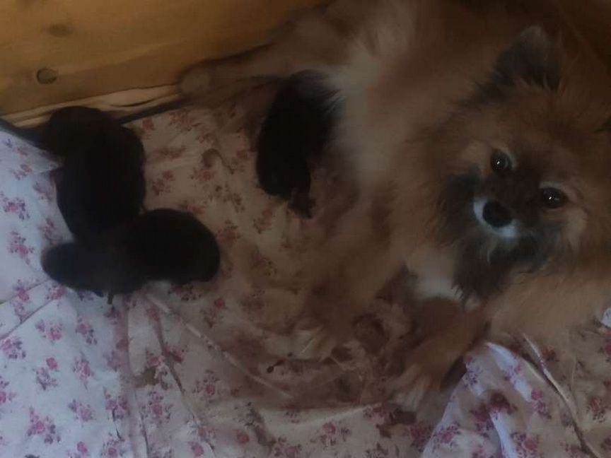 Щенки немецкого шпица