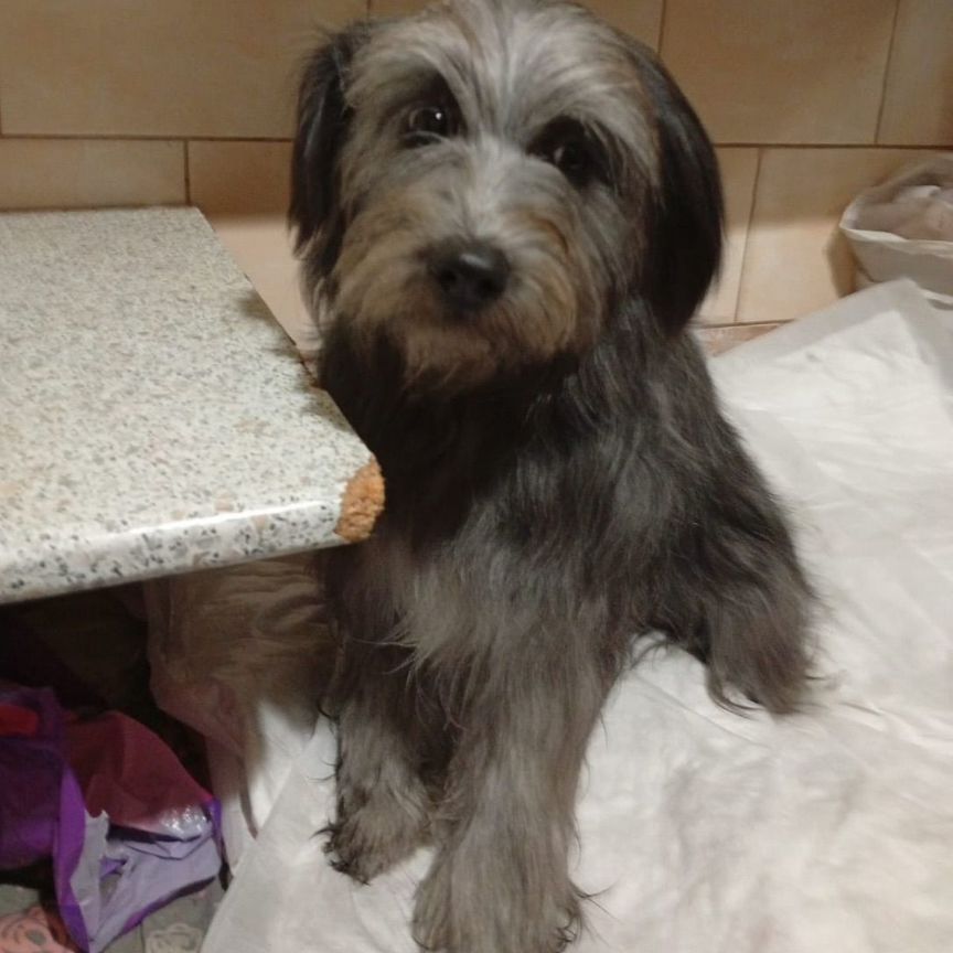 Взрослая собака в добрые руки